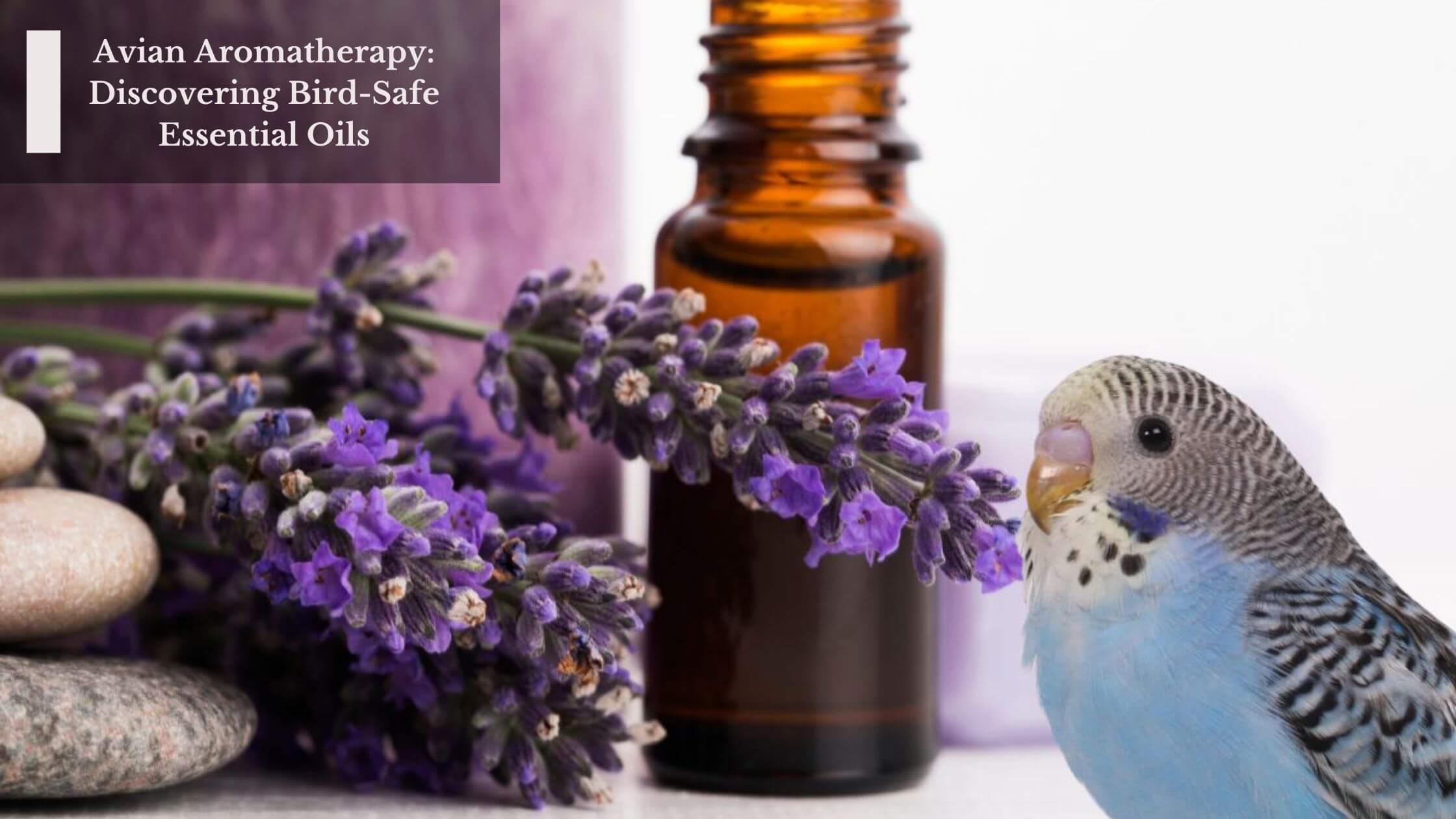 Avian Aromatherapy: Discovering Bird-Safe Essential Oils – Moksha ...