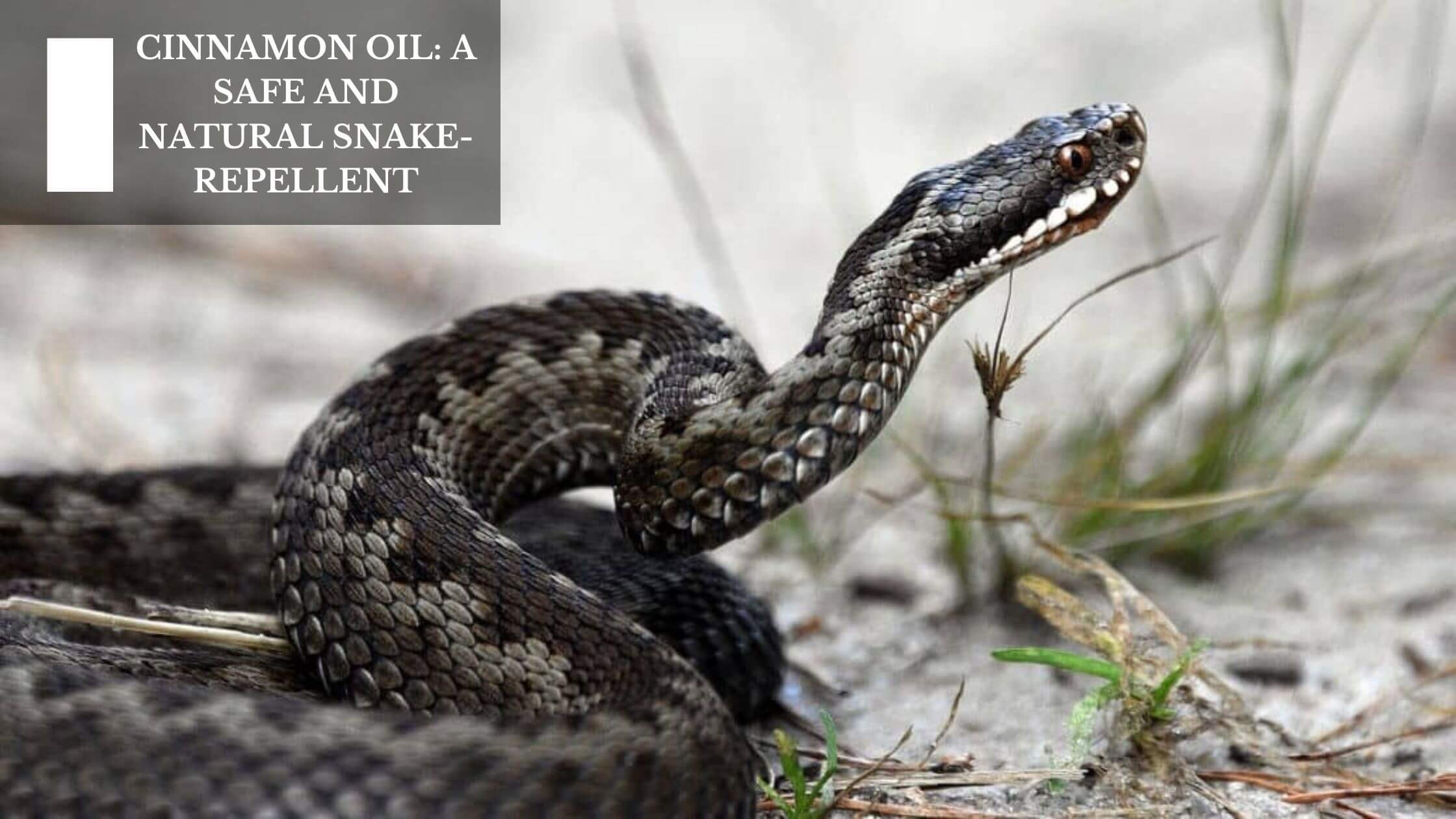 Cinnamon Oil: A Safe And Natural Snake Repellent – Moksha Essentials Inc.