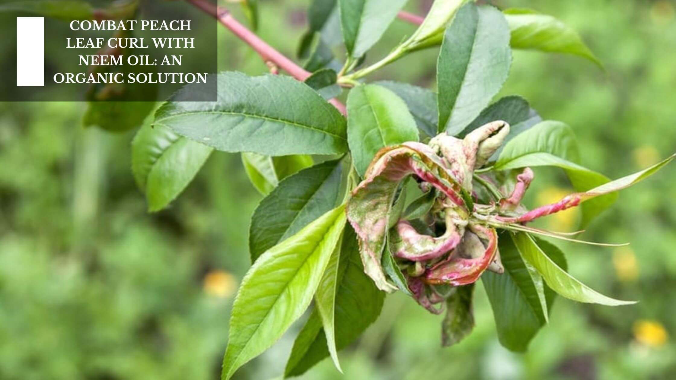 Combat Peach Leaf Curl With Neem Oil: An Organic Solution – Moksha ...