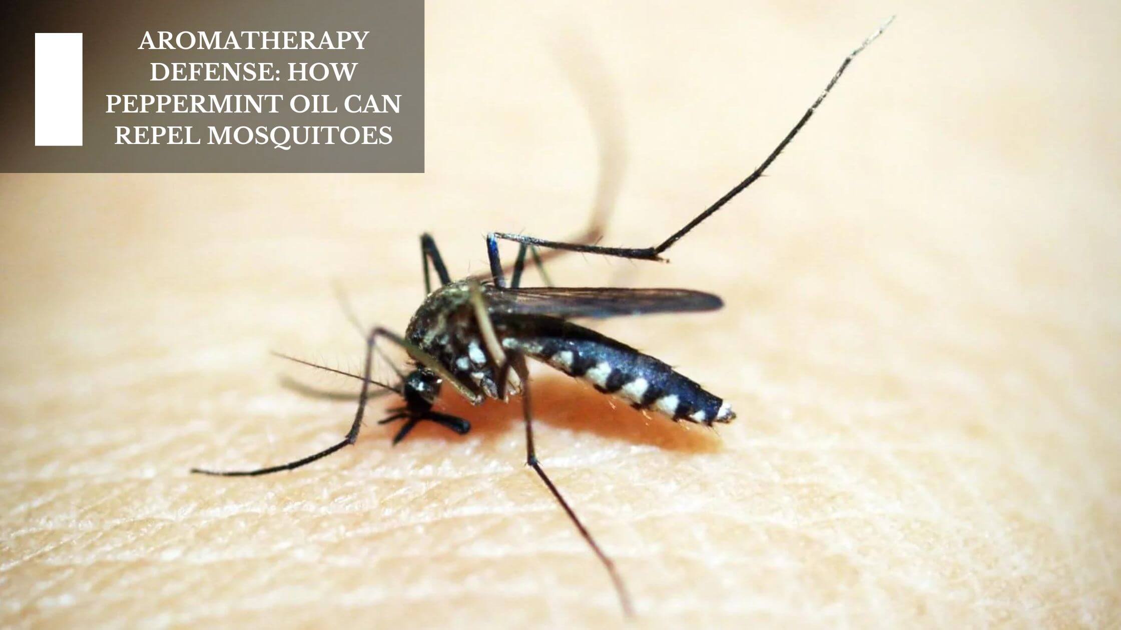 Aromatherapy Defense: How Peppermint Oil Can Repel Mosquitoes – Moksha ...
