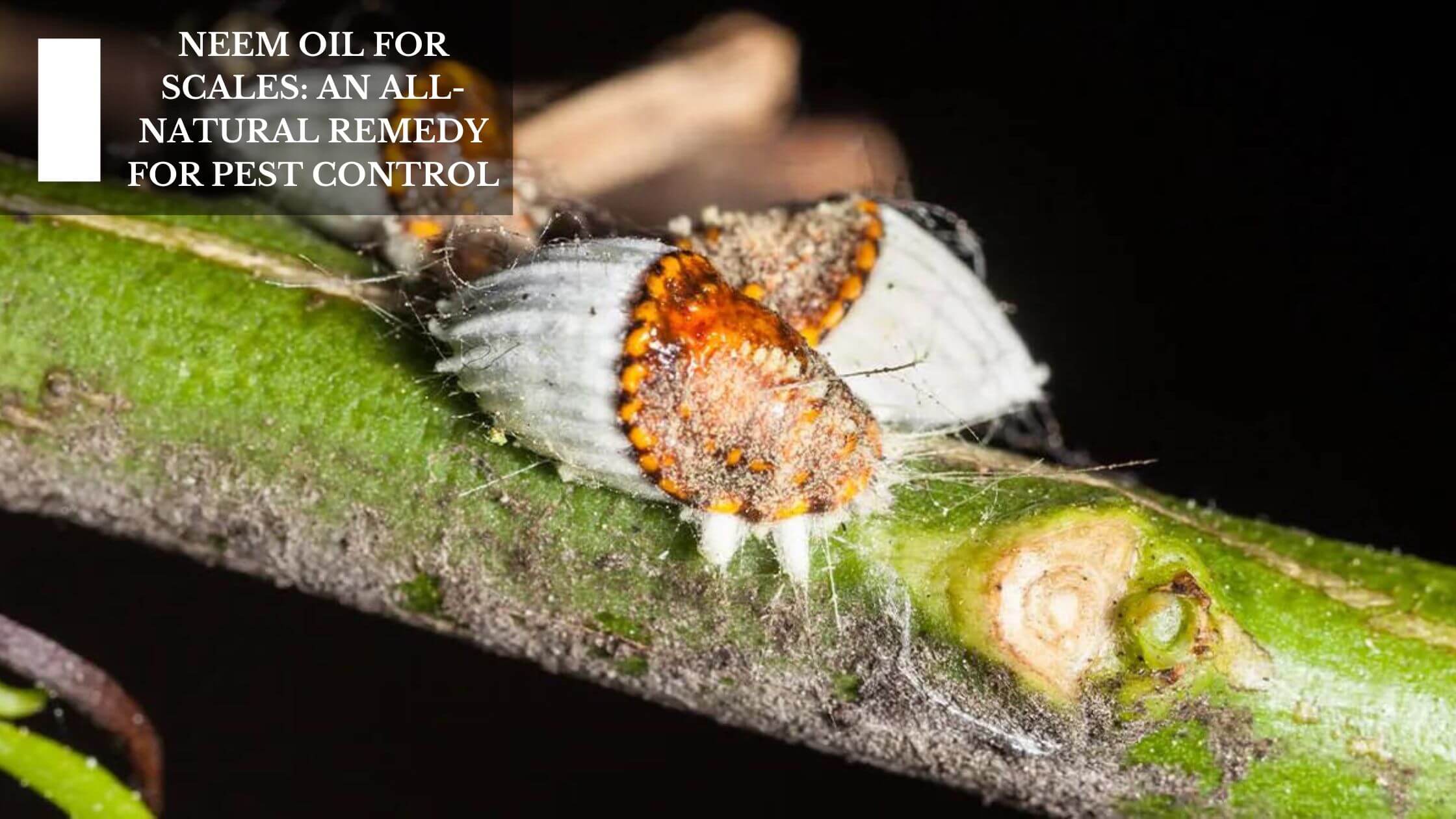 Neem Oil For Scales: An All-Natural Remedy For Pest Control – Moksha ...