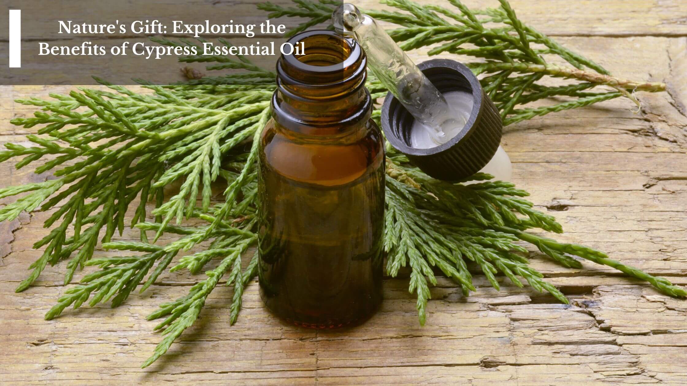 Nature's Gift: Exploring the Benefits of Cypress Essential Oil – Moksha ...