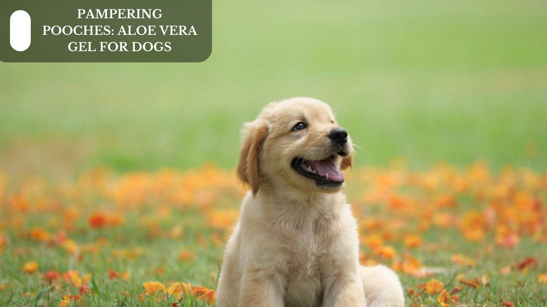 Pampering Pooches: Aloe Vera Gel For Dogs – Moksha Essentials Inc.