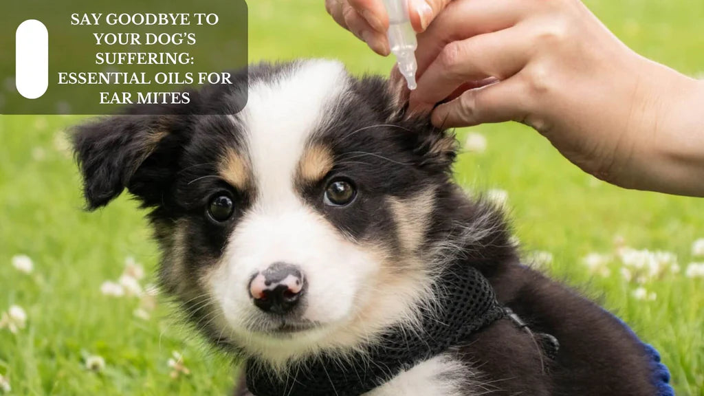 Say Goodbye To Your Dog’s Suffering: Essential Oils For Ear Mites ...