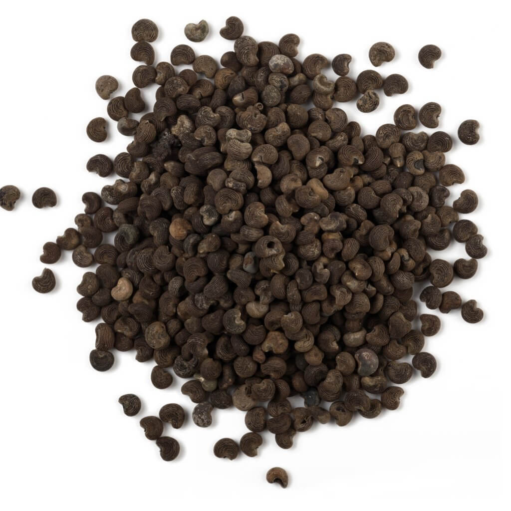 Ambrette Seed Oil - The Exotic Aroma You Need in Your Life - Order Now ...