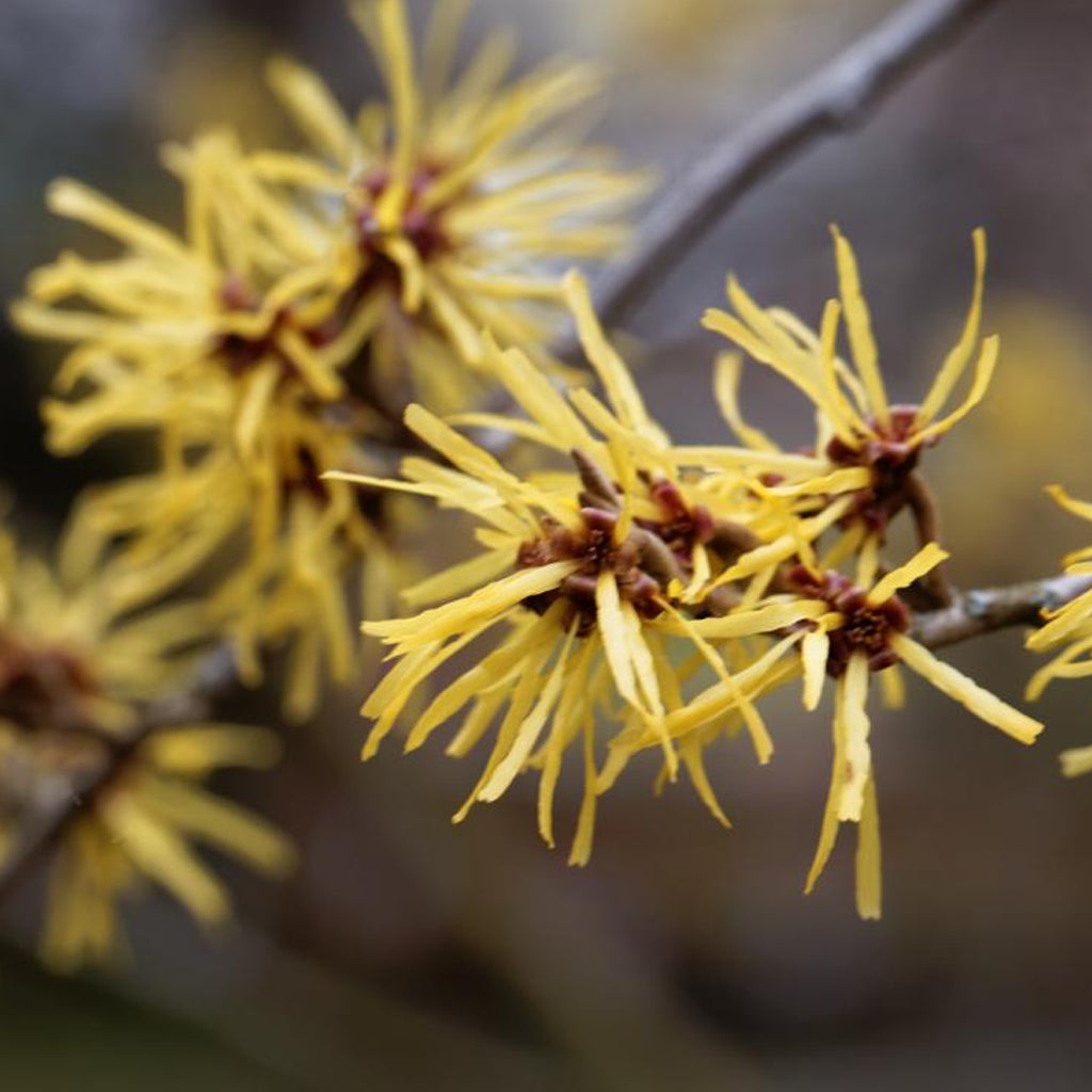 Buy Pure Organic Cold Pressed Witch Hazel Oil Online in USA at Best ...